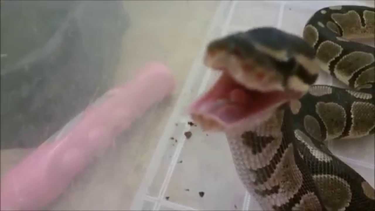 Worst day of baby rat's short life: attacked by tree frog and eaten ...