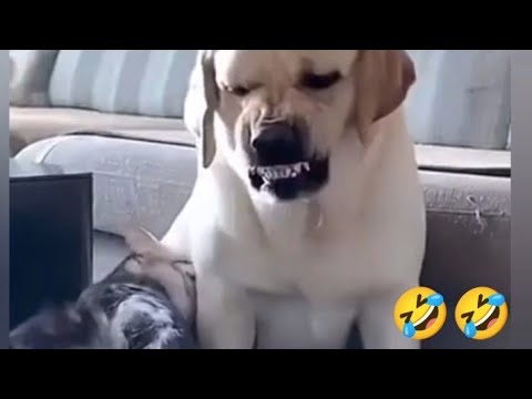 🤣Unleash the fun:Random pets moments Guaranteed to make you smile 🤣🥰 ...