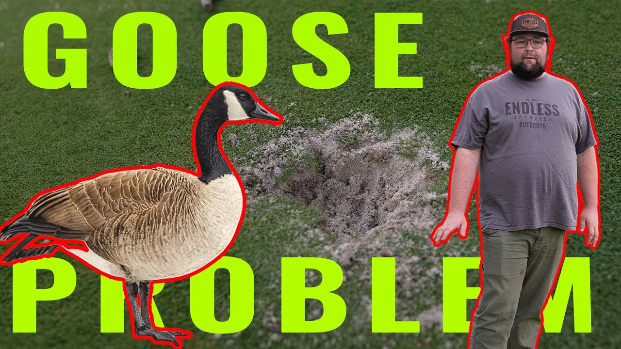 Early Goose Season Scouting! (Hanover, Pa) #hunting - YouTube