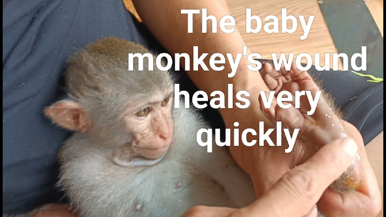 The baby monkey's wound heals very quickly"Monkey Baby hihi" - YouTube