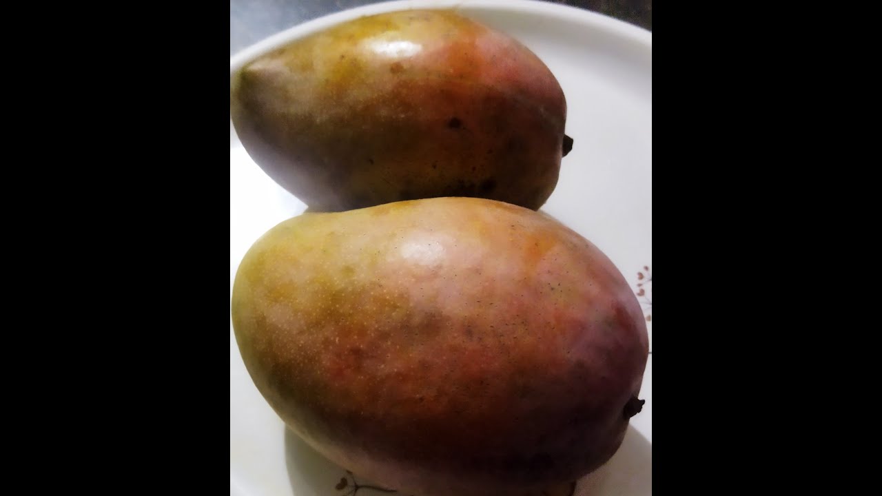Ambika mango, late variety of mango@mohitnursery - YouTube