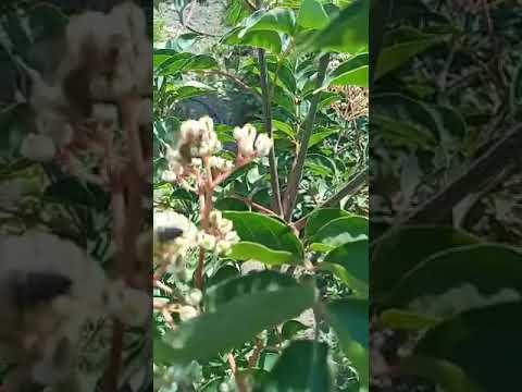 Bee Bee Tree - Arı ağacı çiçeklenmesi