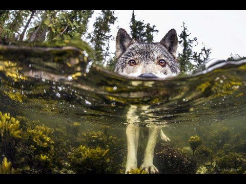 Meet Rare Sea Wolves Who Live Off The Ocean And Can Swim For Hours ...