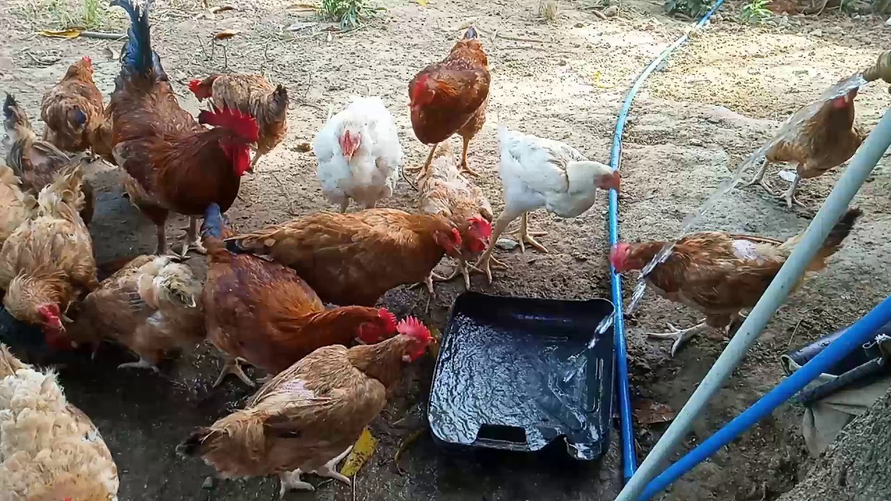 Checking The Poultry - YouTube