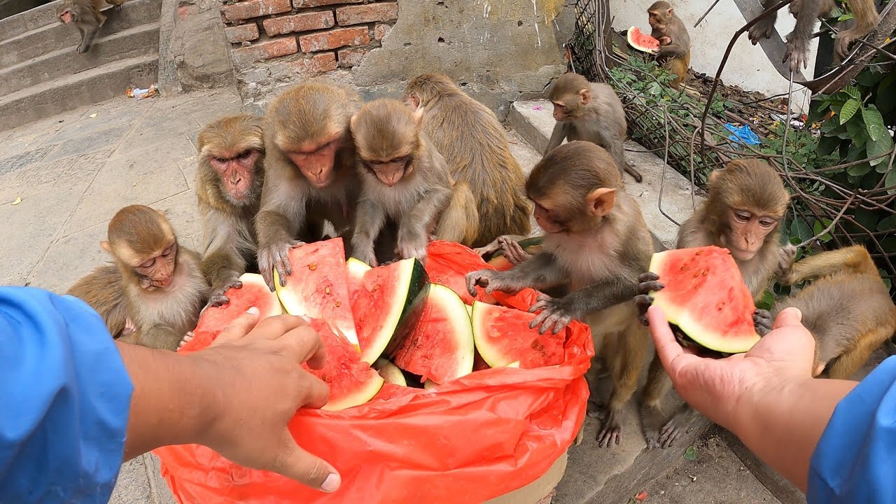 A fun video of monkeys being feed melons - YouTube