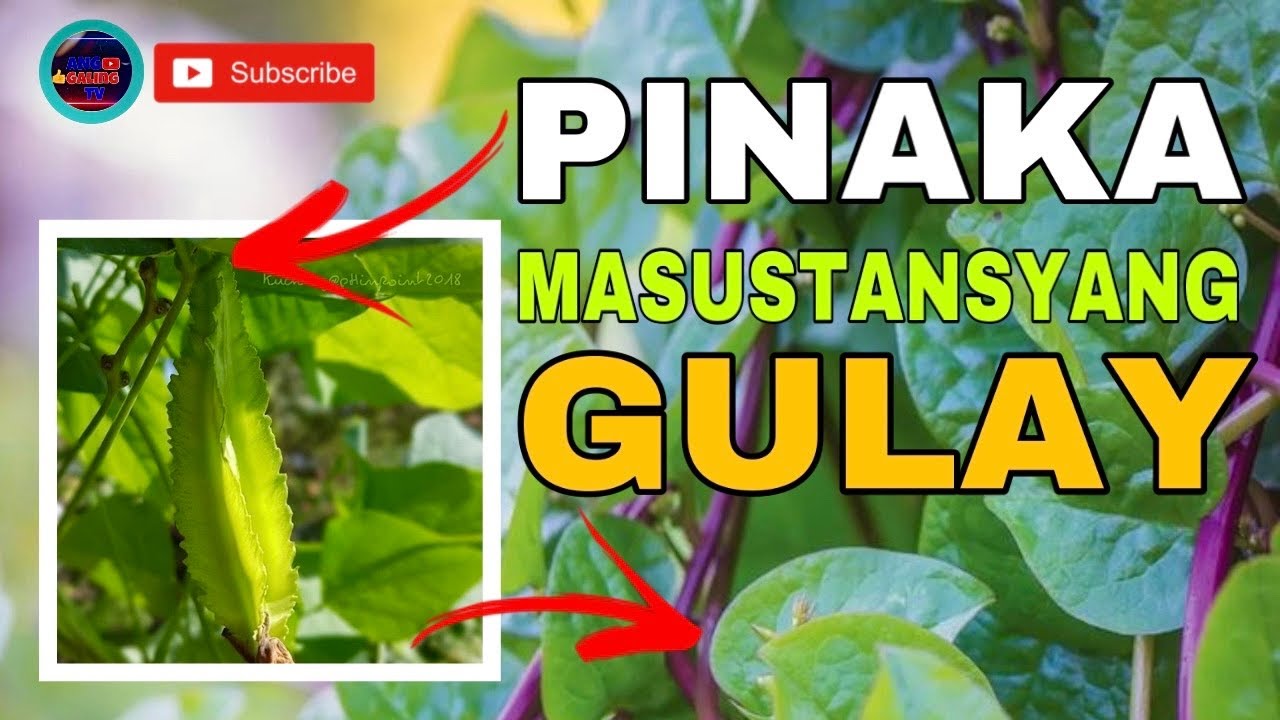 HEALTHY INFO : KUMAIN KA NG GULAY NA ITO! SIGARILYAS AT ALUGBATI | Ang ...