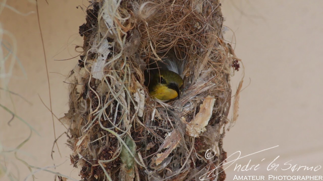 Nesting Olive-backed Sunbird HD - YouTube
