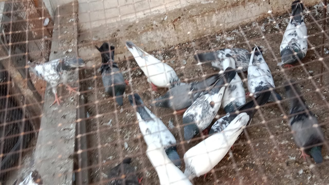 kaka brand pigeon club 😢😢🥺🥺 - YouTube