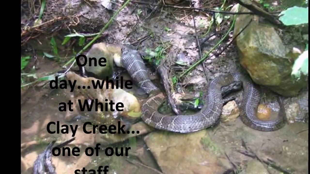 Science Education Monthly Feature: Snake Eating Fish - YouTube
