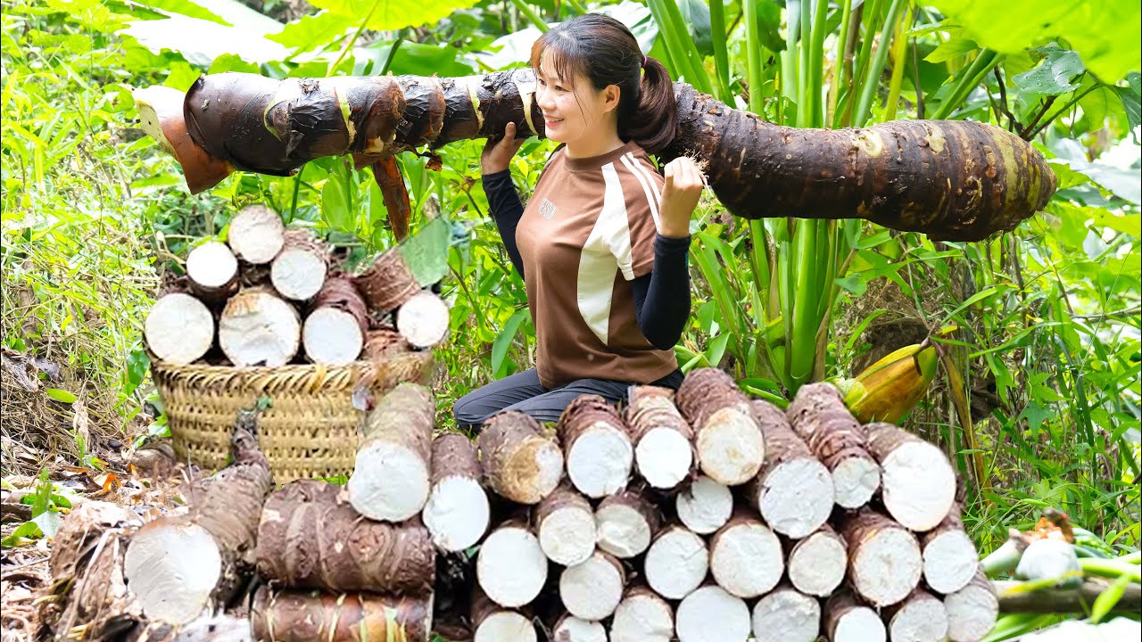 Harvest Giant Wild Taro Go to sell - How to harvest wild taro without ...