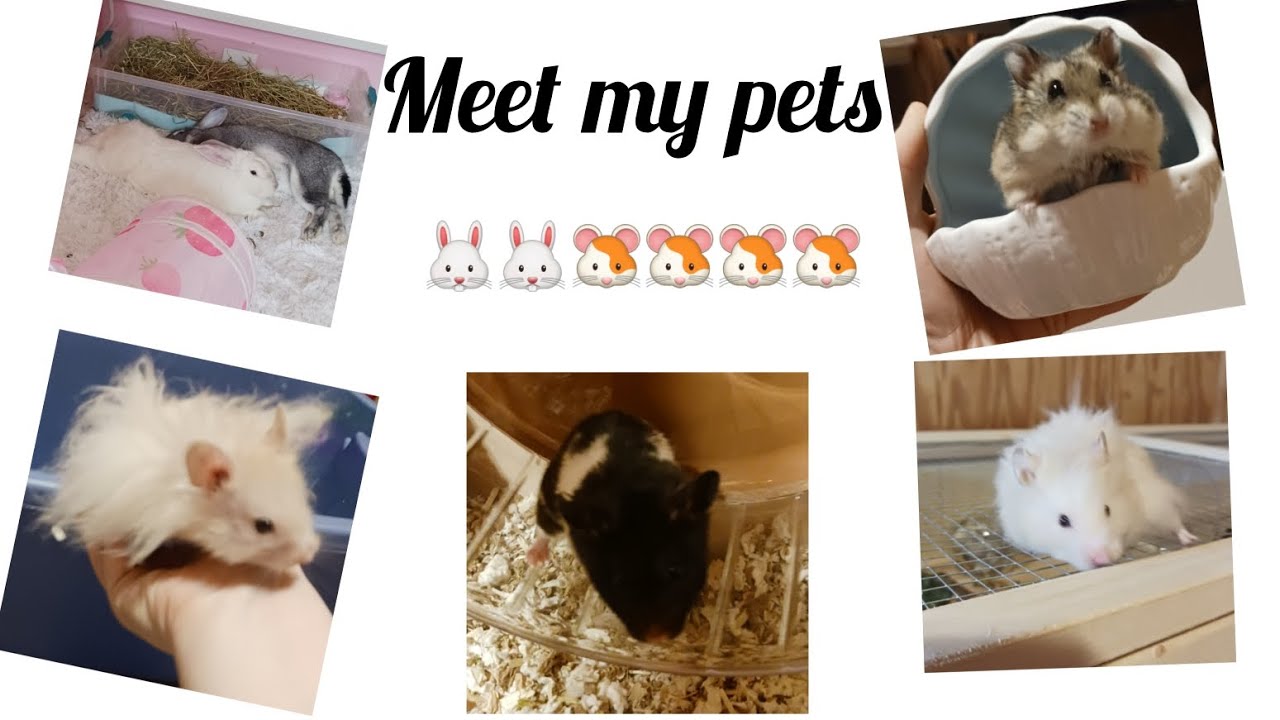 Meet my pets 2024 - YouTube