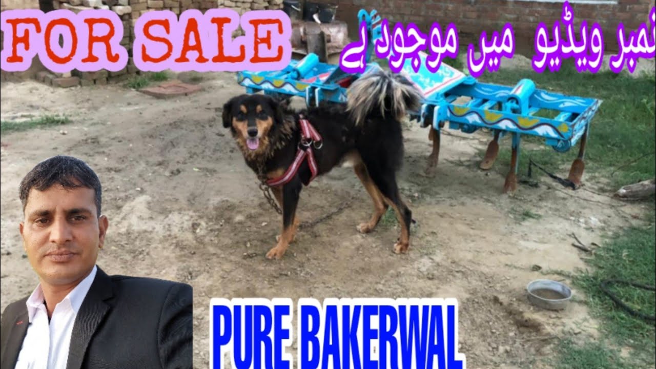 Pure ladakhi Bakarwal dog For sale number is in the video - YouTube