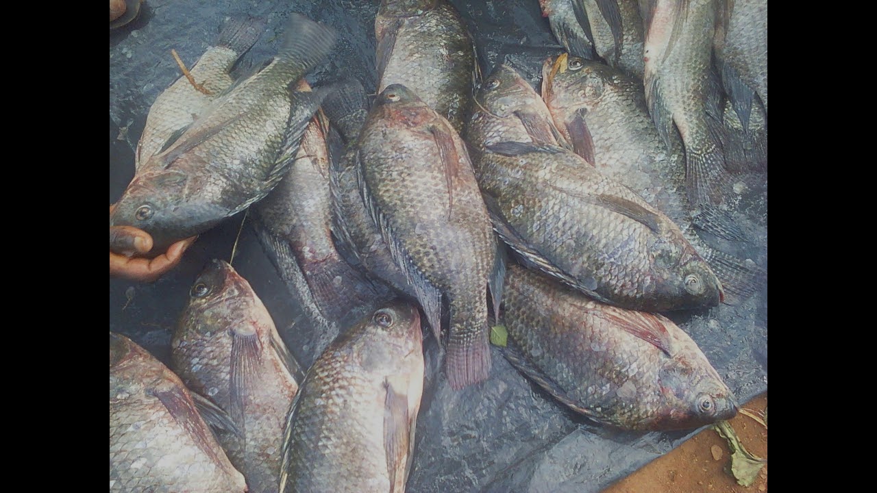 Fresh Tilapia Fish seller Mukono Uganda - YouTube