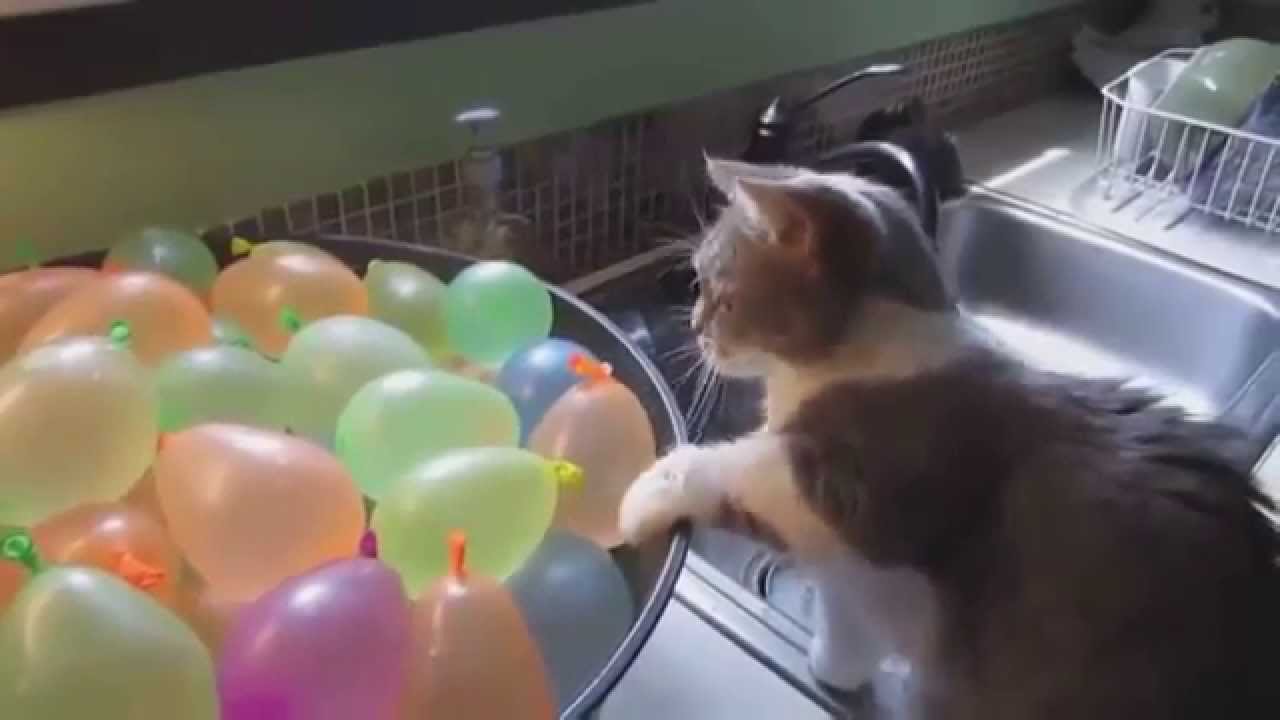The Water Balloons Cat - YouTube