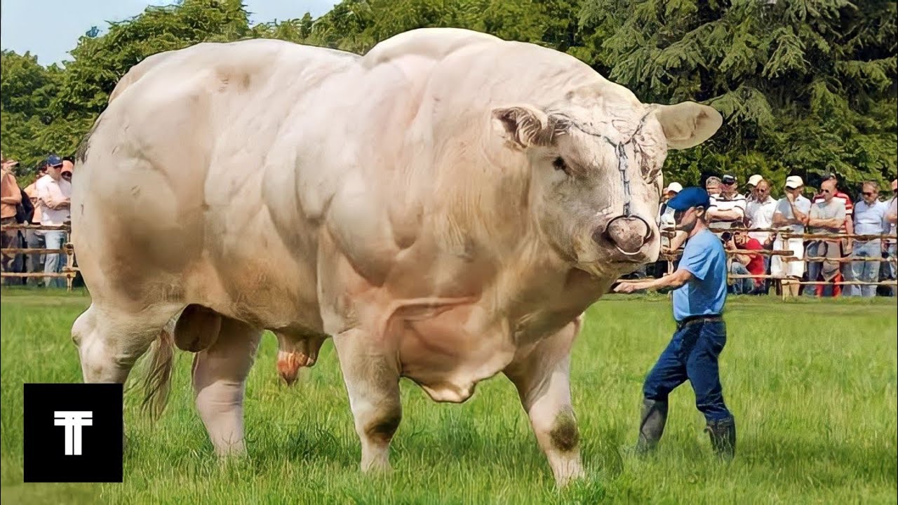 Most Biggest Bull Breeds in the World. - YouTube