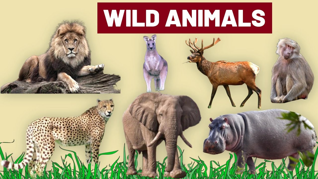 Learn Wild Animal Names | Wild animals for kids | Wild Animals Names ...