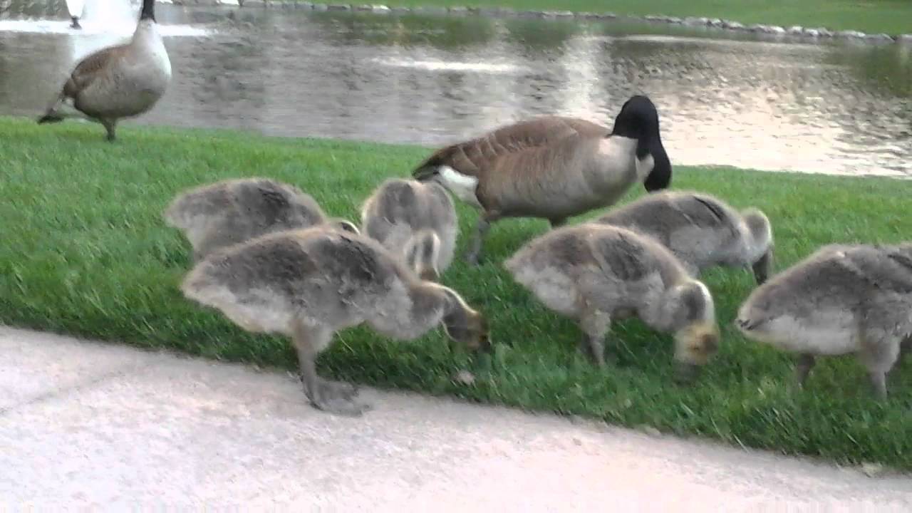 Baby geese soooooo cute!:) ( Close up) - YouTube