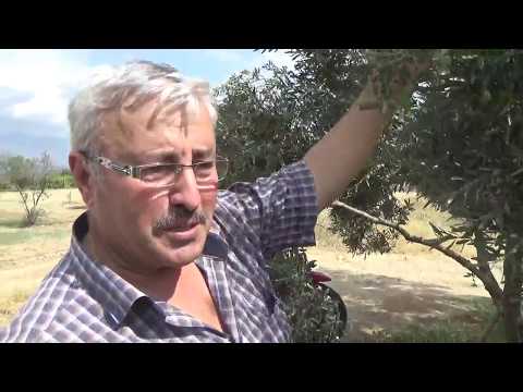 Gökceköy  - 2 Dekar Zeytin Bahçesinden 5 Ton Zeytin Verimi - Zeytin Ağacı Sulama