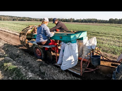 RODZINNE WYKOPKI ZIEMNIAKÓW 2023 - SAMRO Spezial z lat 60-tych