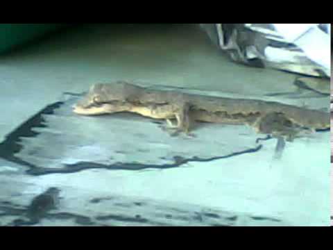 Video bugil