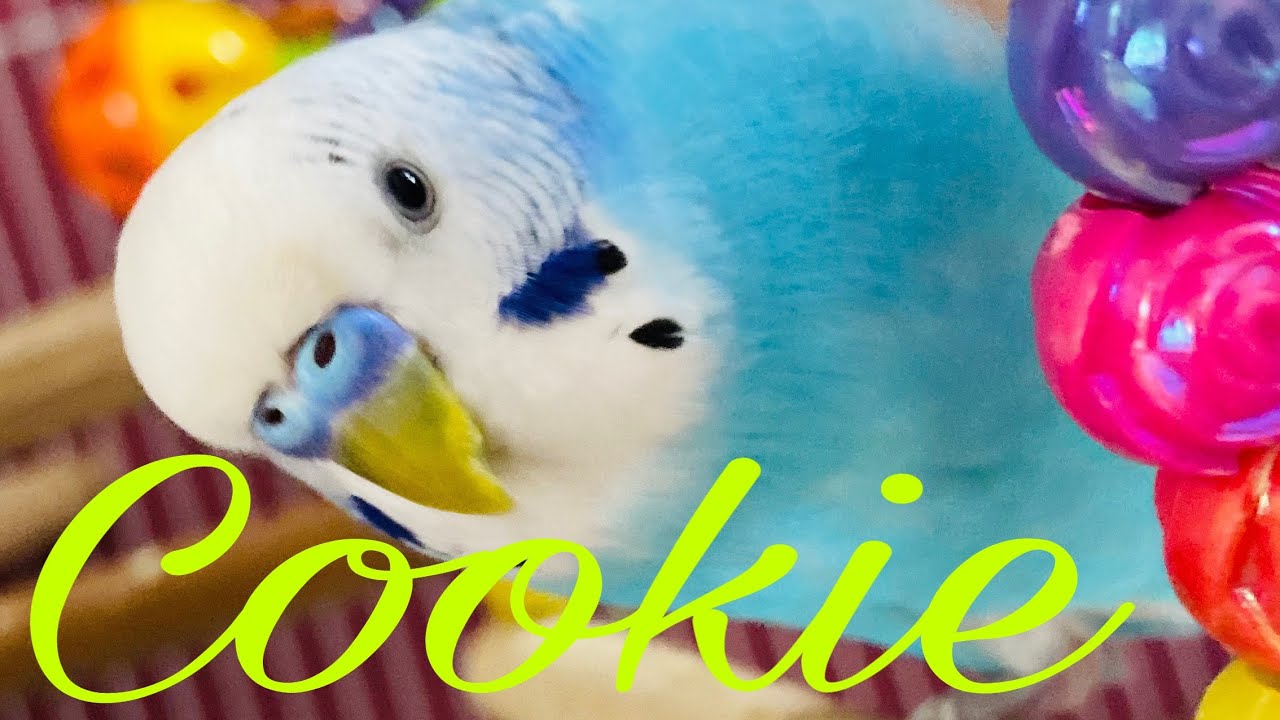 Mirror Image Budgie - Cookie - YouTube