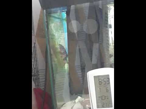 My aquarium fish swimming vertically head up ( better quality ) - YouTube