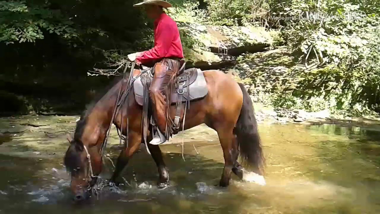 Shultz 3yr.old Gypsy Vanner Haflinger cross gelding selling @ Boone ...