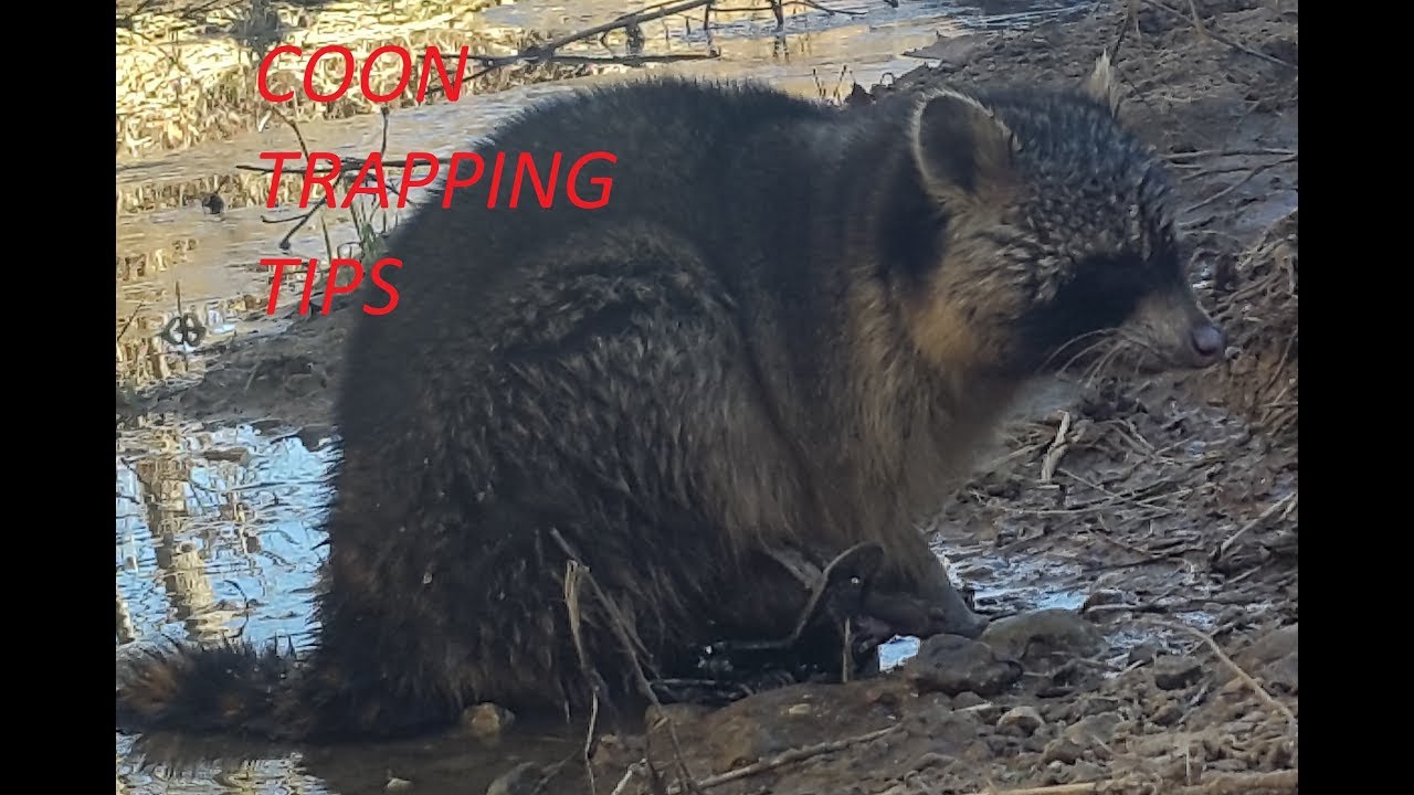 Coon Trapping Tips - YouTube