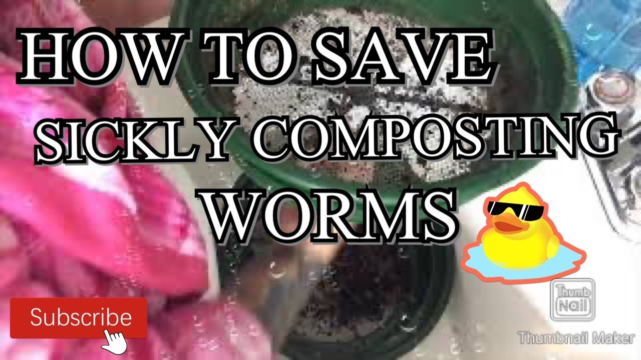My worms arrived sick, now what?? #wormcomposting - YouTube