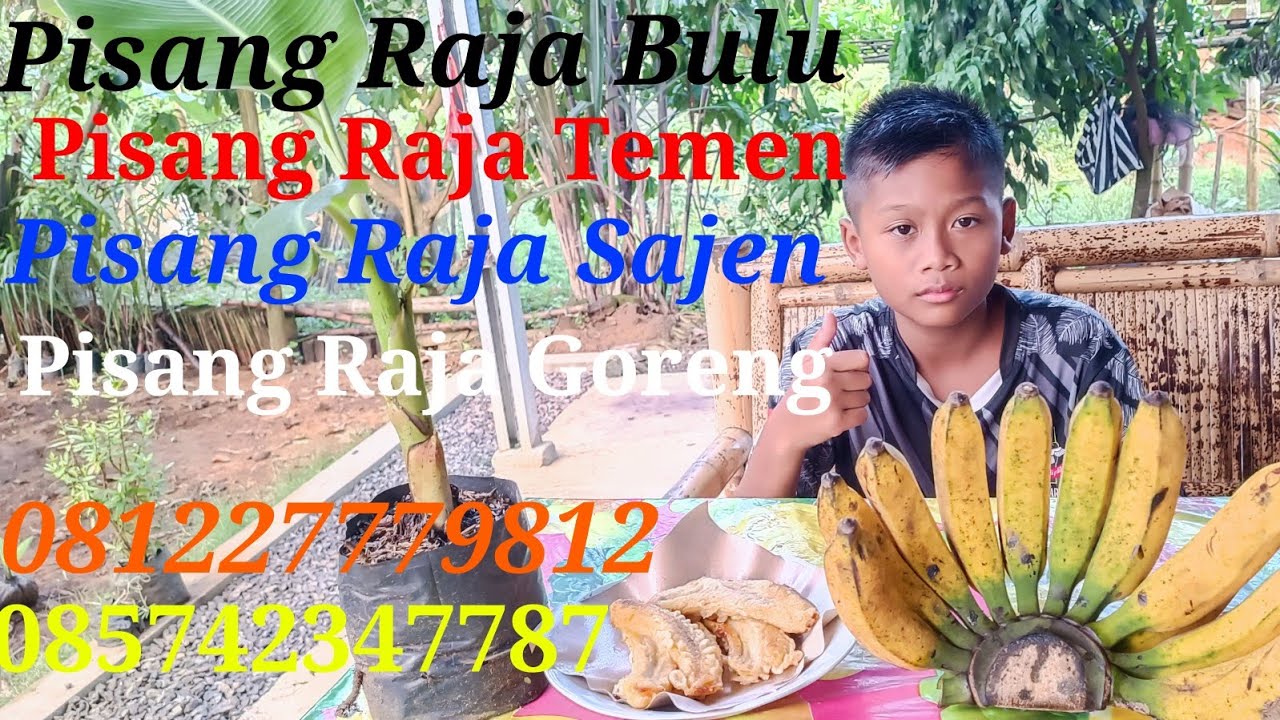 PISANG RAJA BULU KUNING, PISANG RAJA TEMEN, PISANG RAJA SAJEN ...