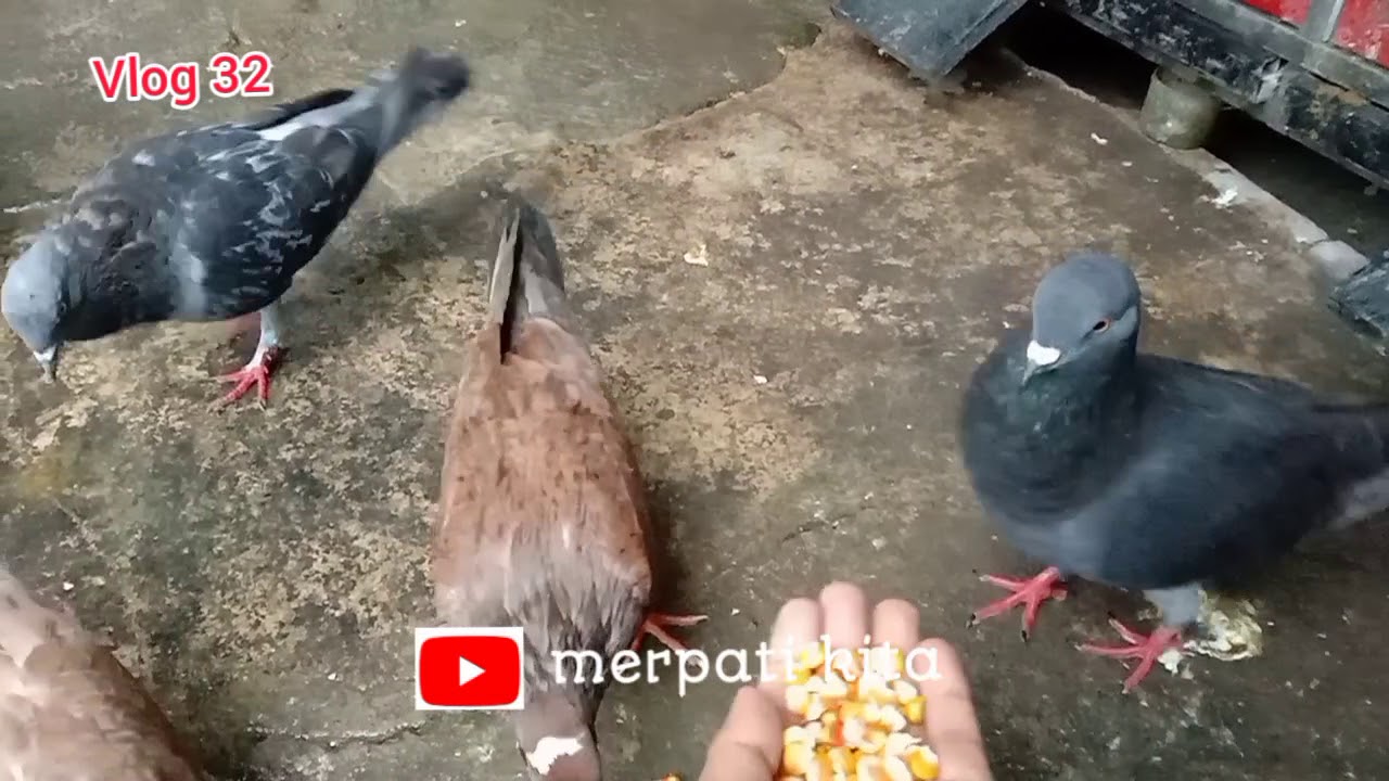 jadwal makan merpati. - merpati kita - YouTube