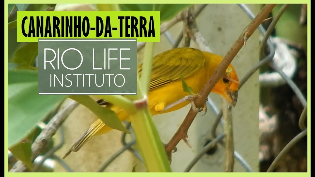 Canarinho-da-terra no Rio Life Instituto - YouTube