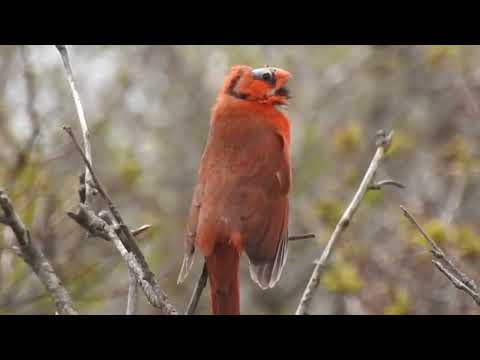 Northern Cardinal with possible mite issue. Loss of feathers 5/15/23 ...