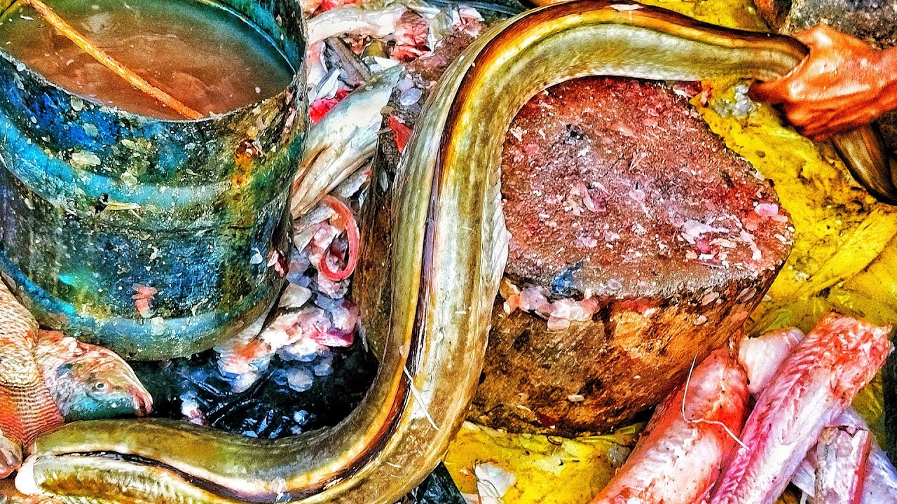 Biggest Angry Eel Cutting skills | Big Eel Fish Curter Man By Fish ...