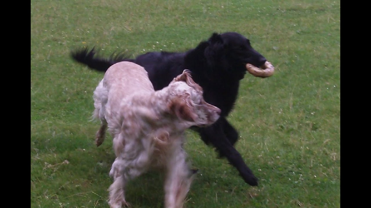 Flat Coat Retriever Merry & Otis English Setter. - YouTube
