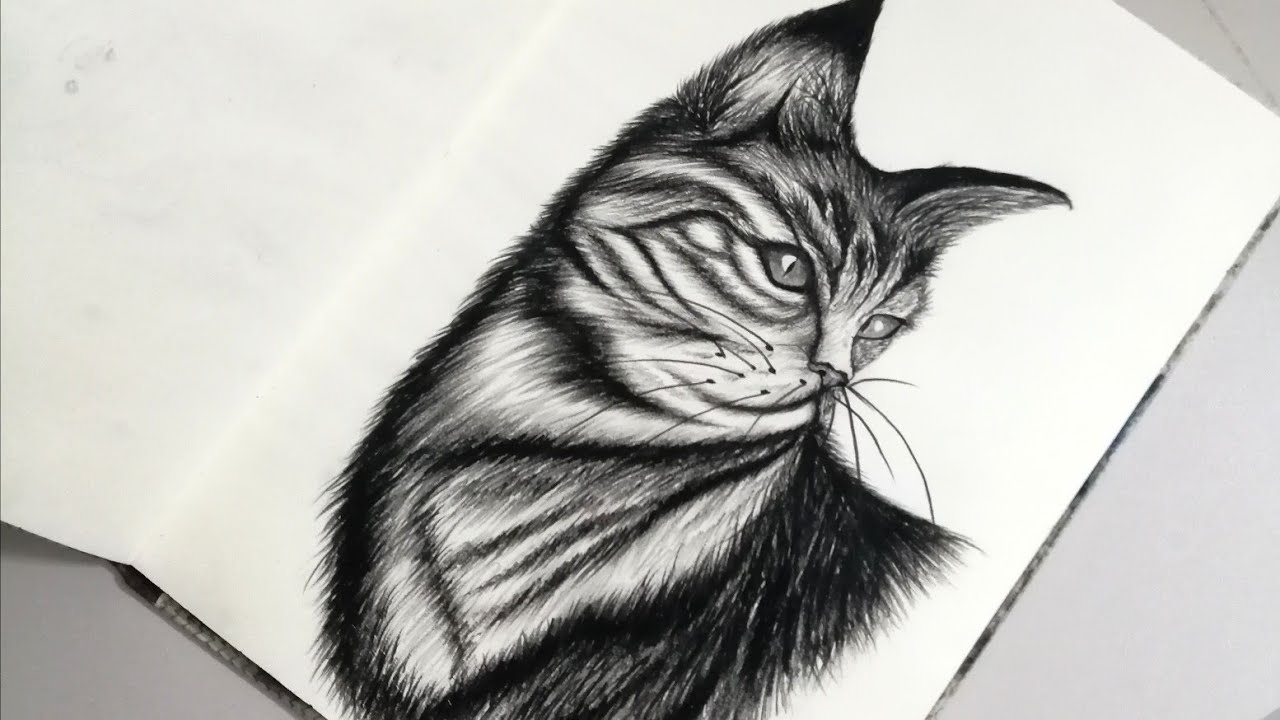 How to draw a Realistic cat step by step ।। Cat Head sketch for ...