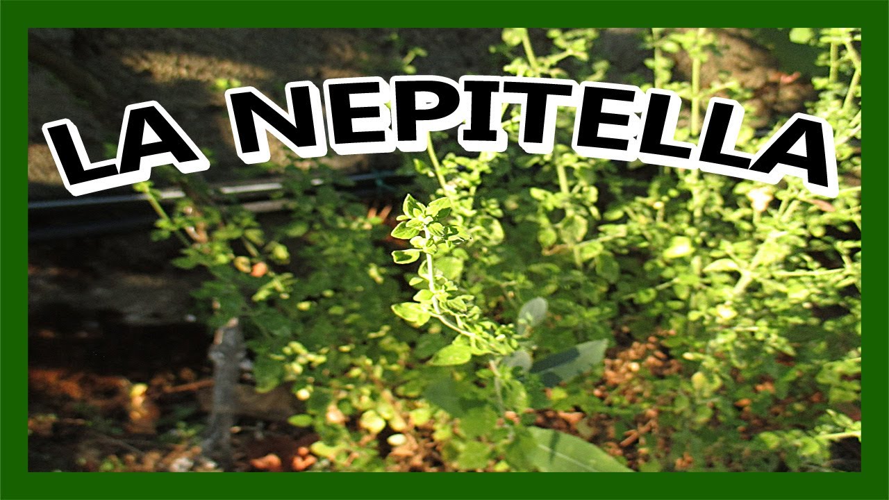 LA NEPETELLA, NEPITELLA O MENTUCCIA - L'ERBA AROMATICA SPONTANEA DAI ...