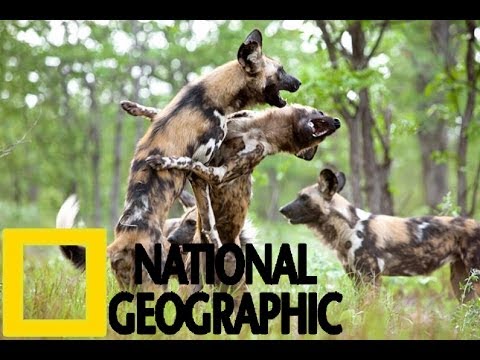 National Geographic Documentary - Dogs Attacks ( Animals Documentary ...