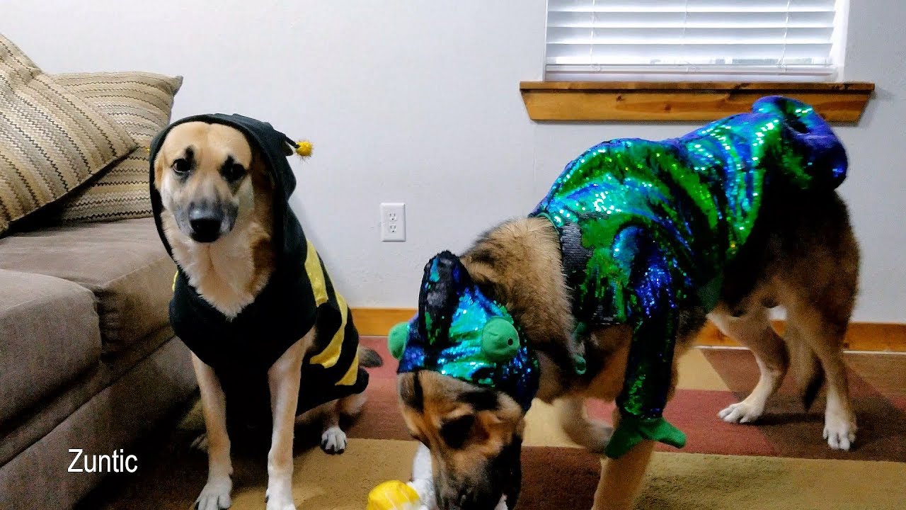 Dogs Halloween Costumes from Target for 2019 Chameleon & Bumble bee ...