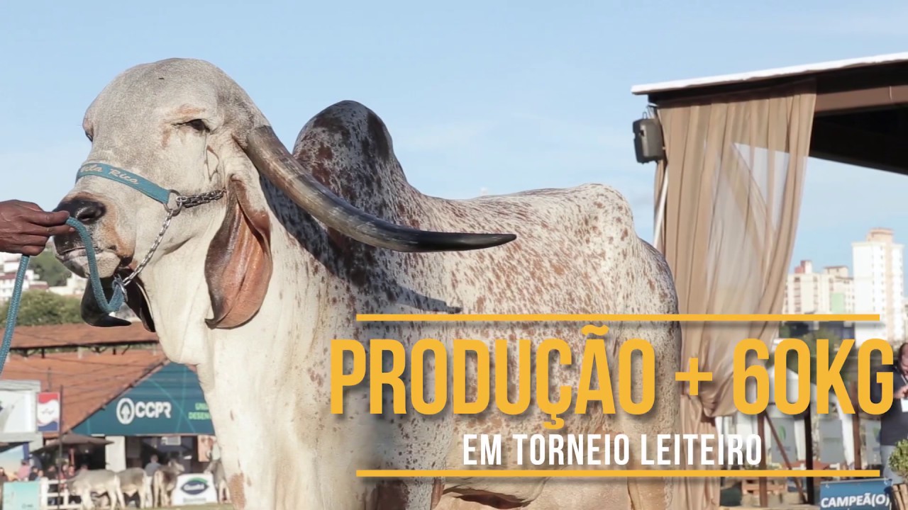 UMA DAS MELHORES VACAS GIR LEITEIRO DA HISTÓRIA - YouTube