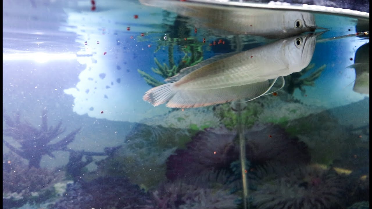 Arwana Brazil dan Palmas yg doyan makan pelet tetrabits - YouTube