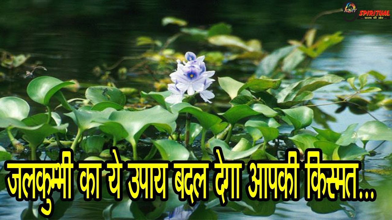जलकुम्भी का ये आसान उपाय बदल देगा आपकी किस्मत...| Jalkumbhi (Eichhornia ...