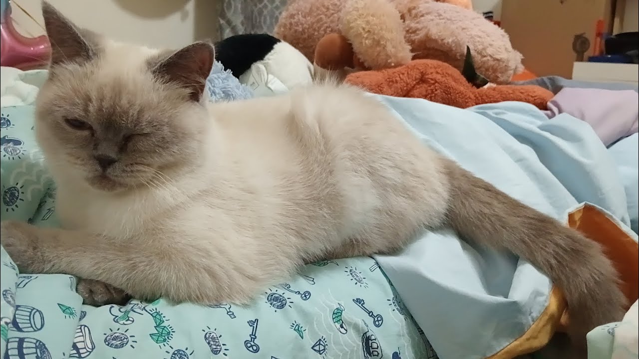 #cat ,,Twinkle Twinkle Little Eyes LiLi Going to Sleep//sari saring ...