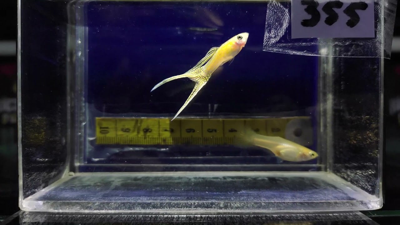 E Guppy Contest Vietnam 355 - YouTube