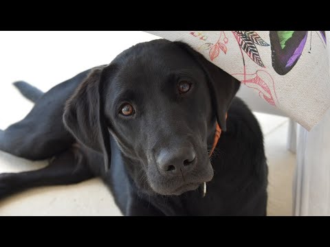 120+ Brilliant Black Labrador Names & Their Meanings🐾🐾🐾 - YouTube