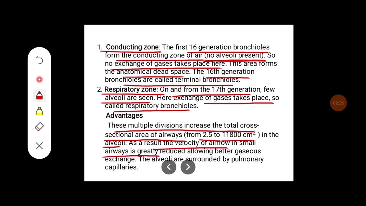 Q. Describe weibel's lung model. - YouTube