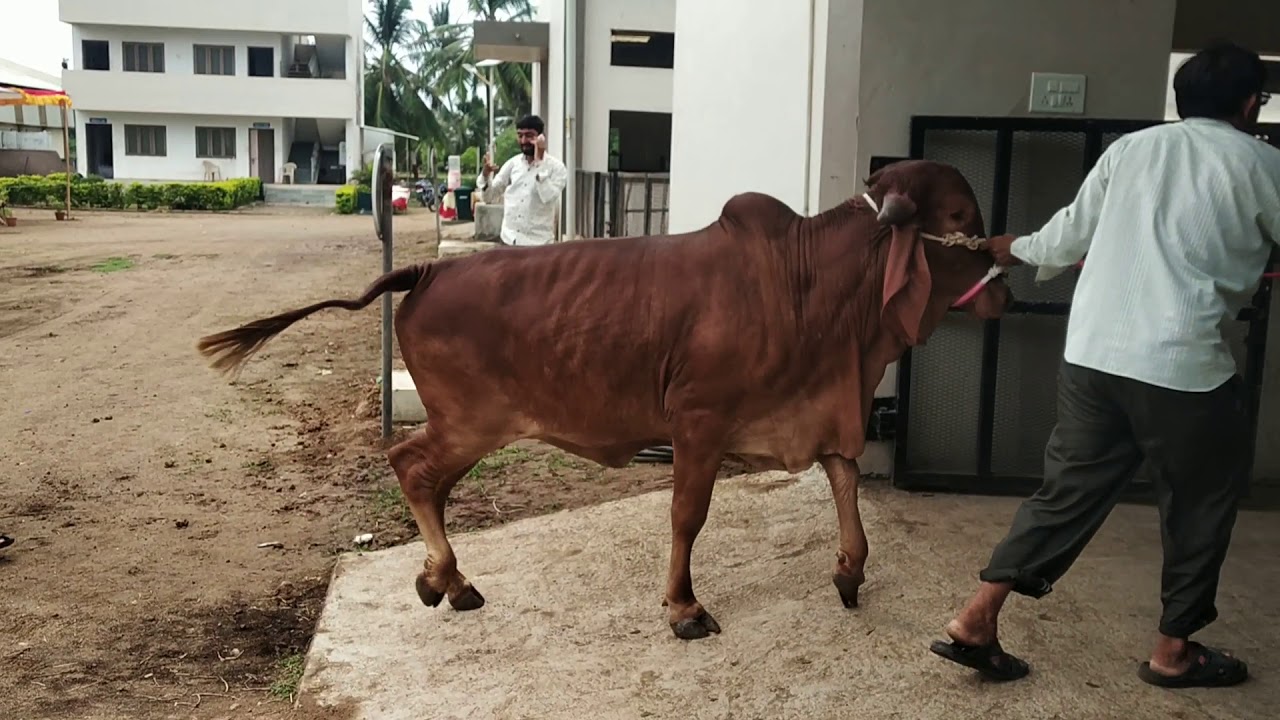 Somnath tample veraval gir cow (shyam breed) hifer's - YouTube