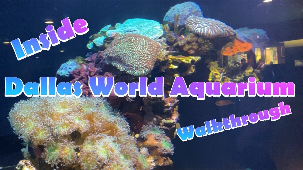 Dallas World Aquarium Walkthrough - YouTube