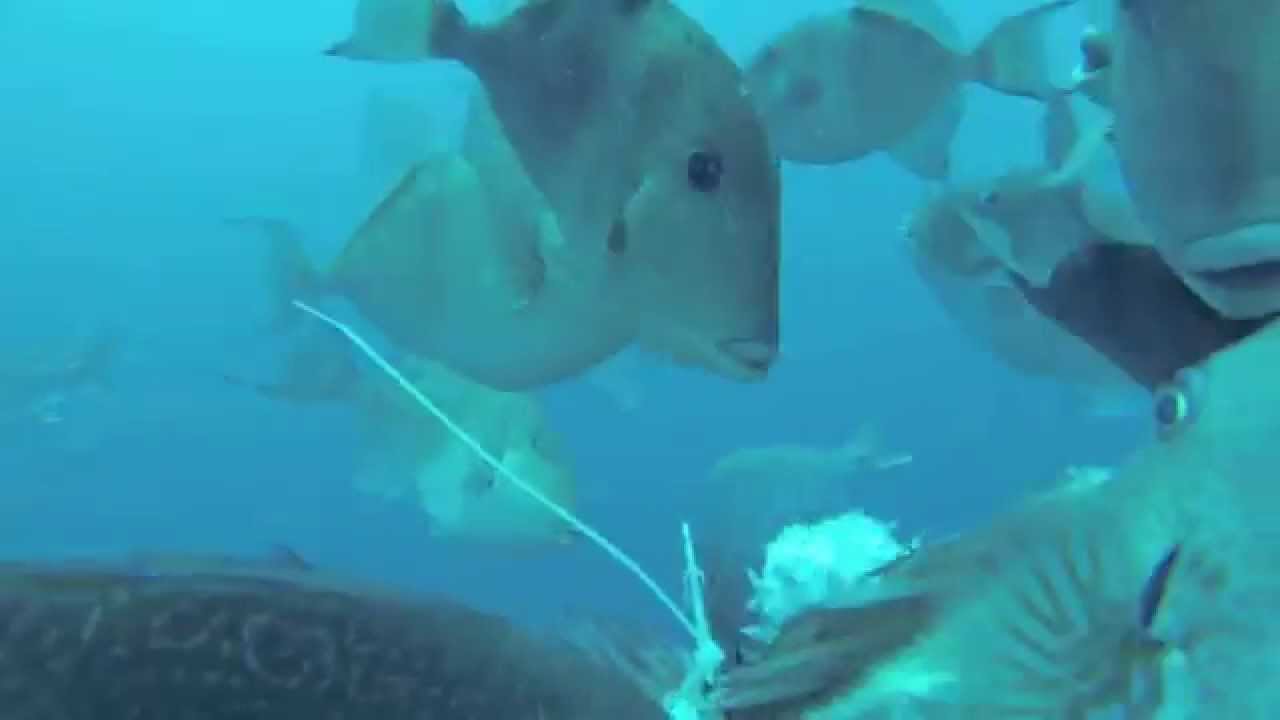 deep drop camera - YouTube