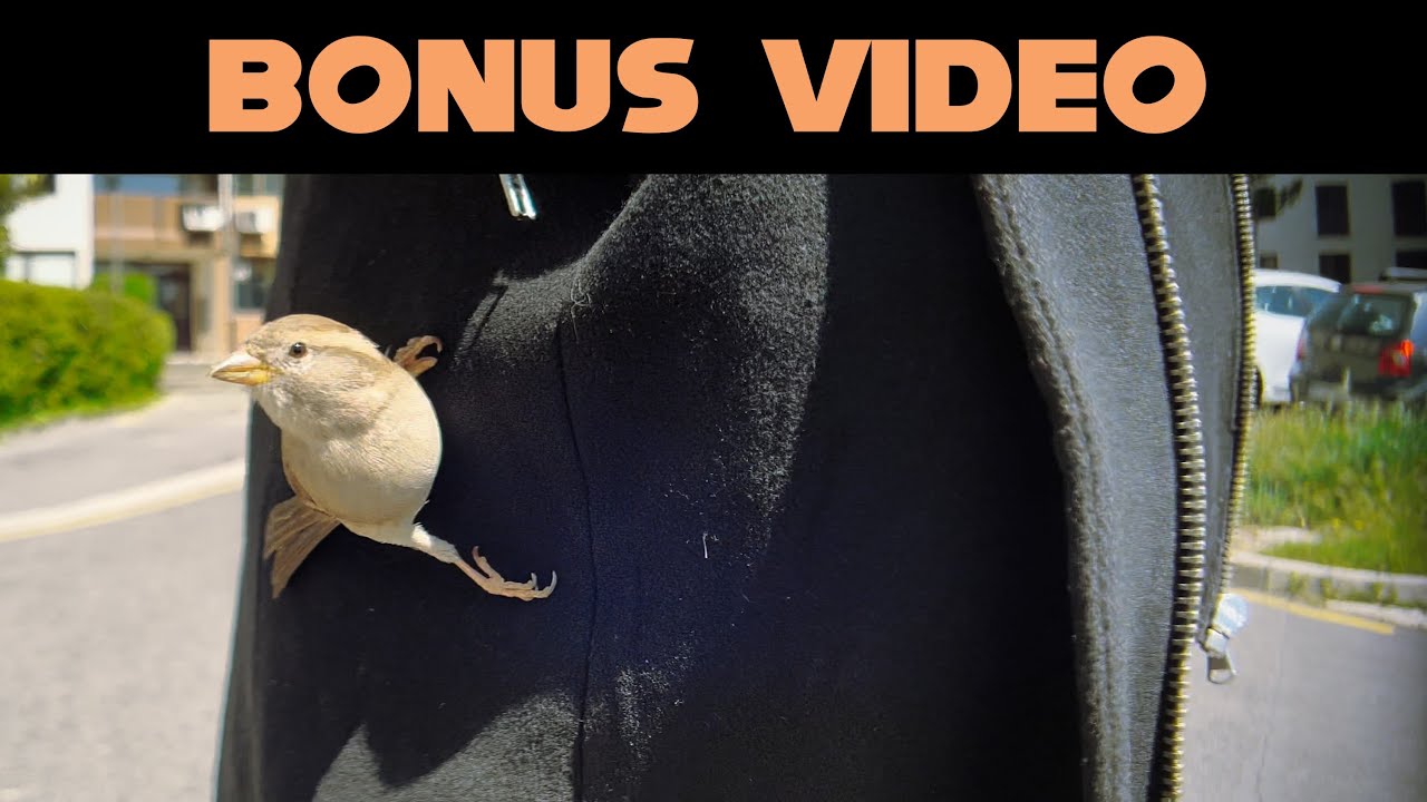 Chibi the sparrow - [Season 7 Bonus video] - YouTube